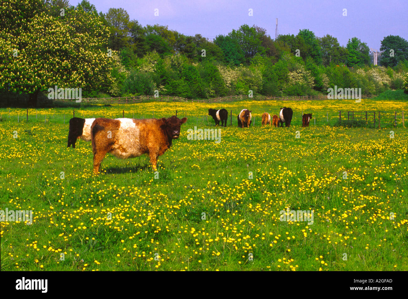 Boxmoor hi-res stock photography and images - Alamy