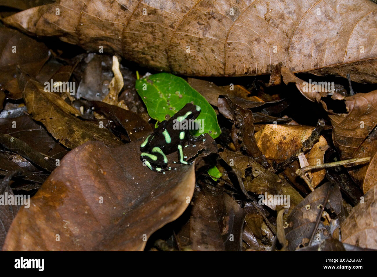 Green Black Poison Dart Frog (Dendrobates auratus) - Sitting Carrying ...