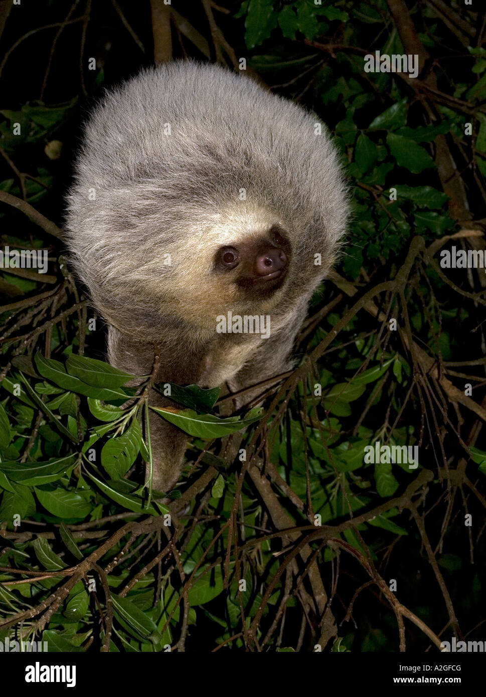 2-toed Sloth (Choloepus hoffmanni) - hanging Stock Photo - Alamy