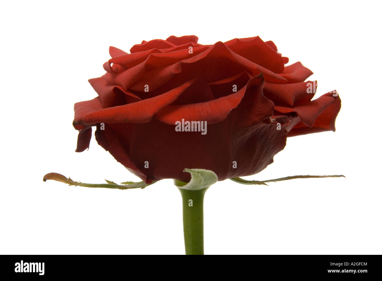Red rose with a white studio background Stock Photo - Alamy