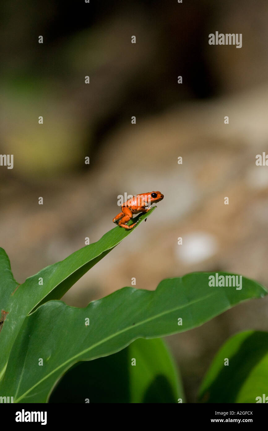 Strawberry Poison Dart Frog (Dendrobates pumilio bastimento) - Eastern ...