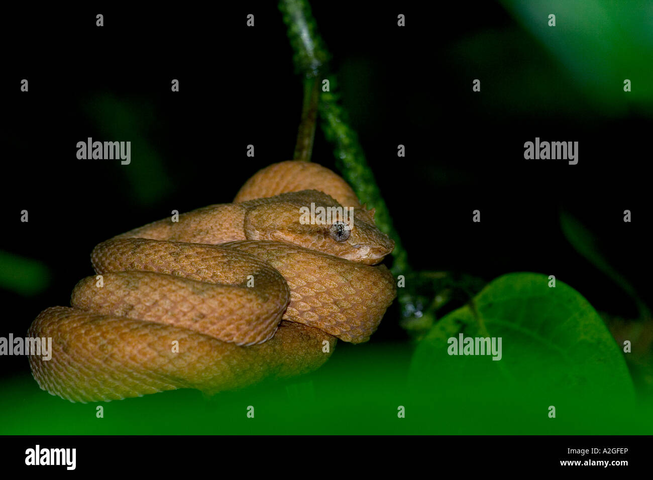 White Eyelash Palm Pitviper (Bothriechis schlegelii) - Pink Morph ...