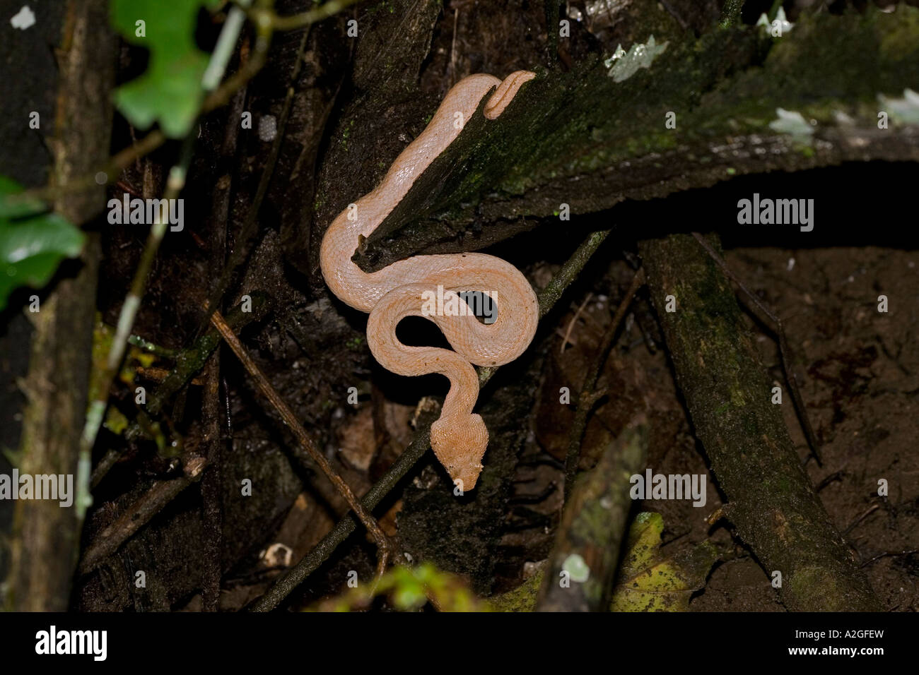White Eyelash Palm Pitviper (Bothriechis schlegelii) - Pink Morph ...