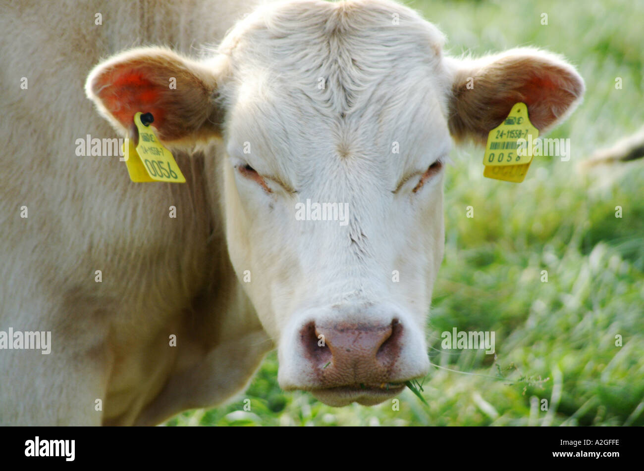 Mad cow hi-res stock photography and images - Alamy