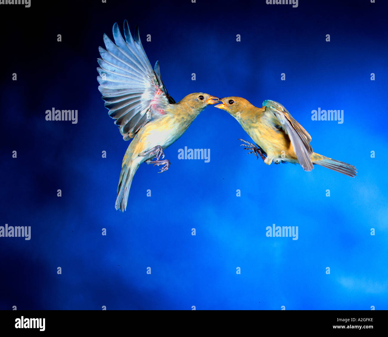 Two indigo buntings hi-res stock photography and images - Alamy