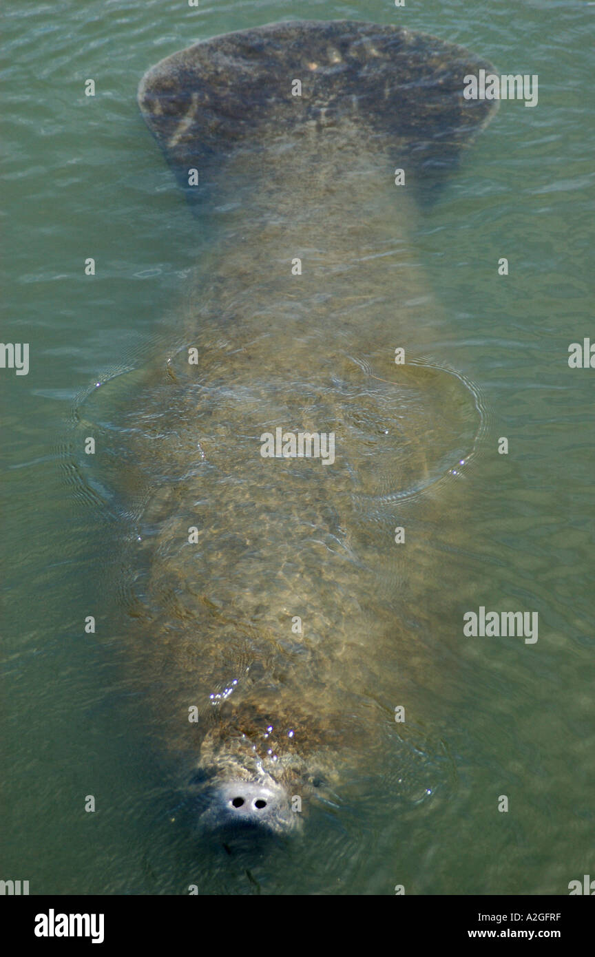 Florida, manatee in Intercoastal Waterway at Merritt Island National ...