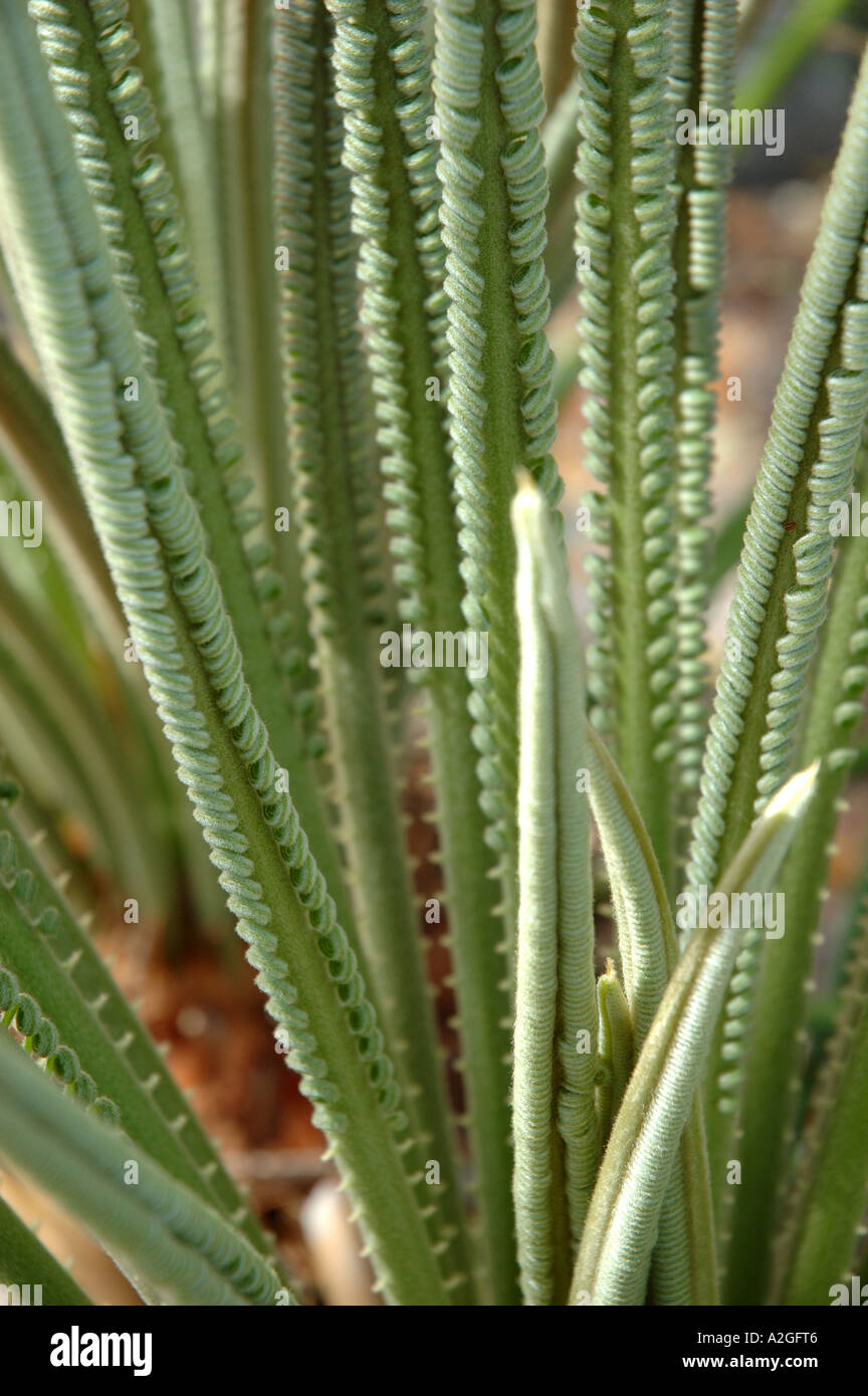 Florida, new fern growth Stock Photo - Alamy