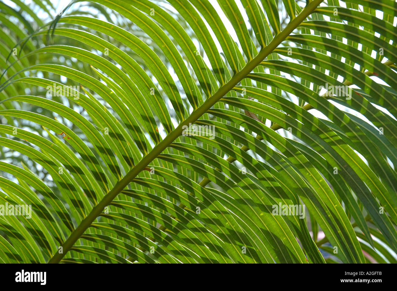 Florida, palm fronds closeup Stock Photo - Alamy