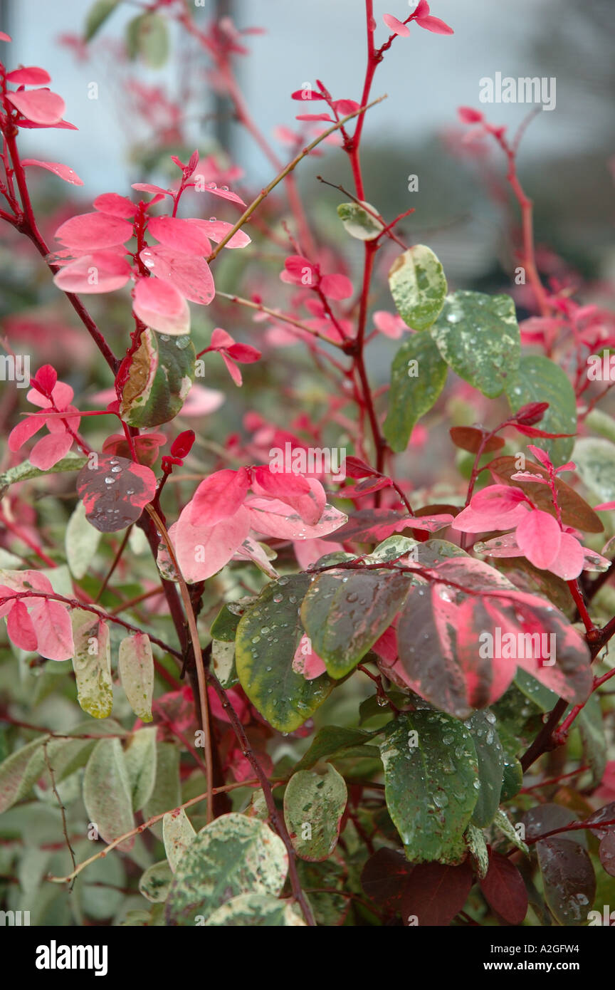Florida, Snow on the Mountain flower Stock Photo - Alamy