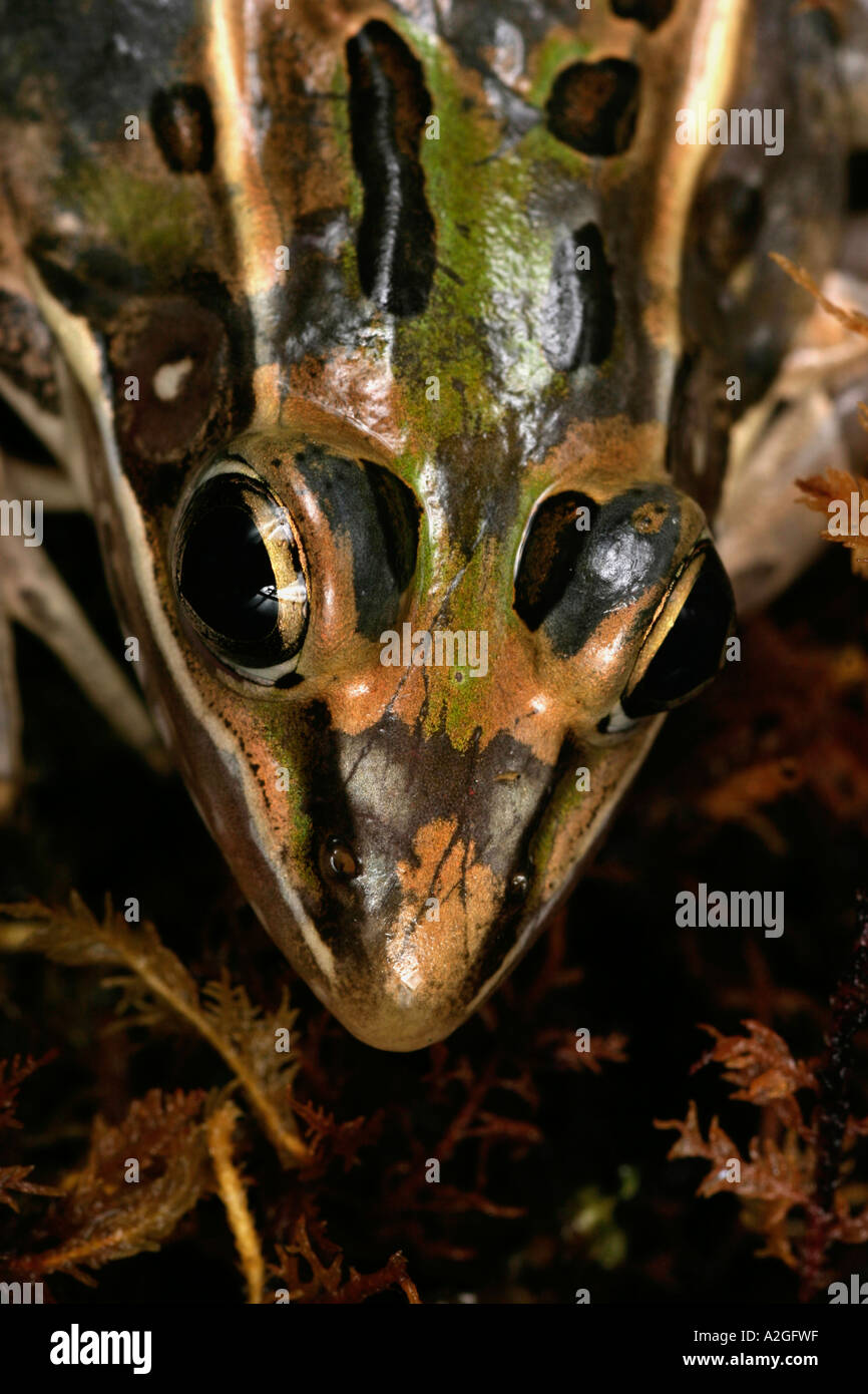 Leopard frog. Rana sphenocephala. Controlled conditions. Central ...