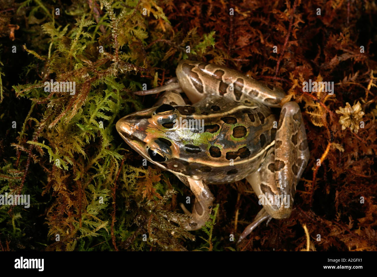 Leopard frog. Rana sphenocephala. Controlled conditions. Central ...