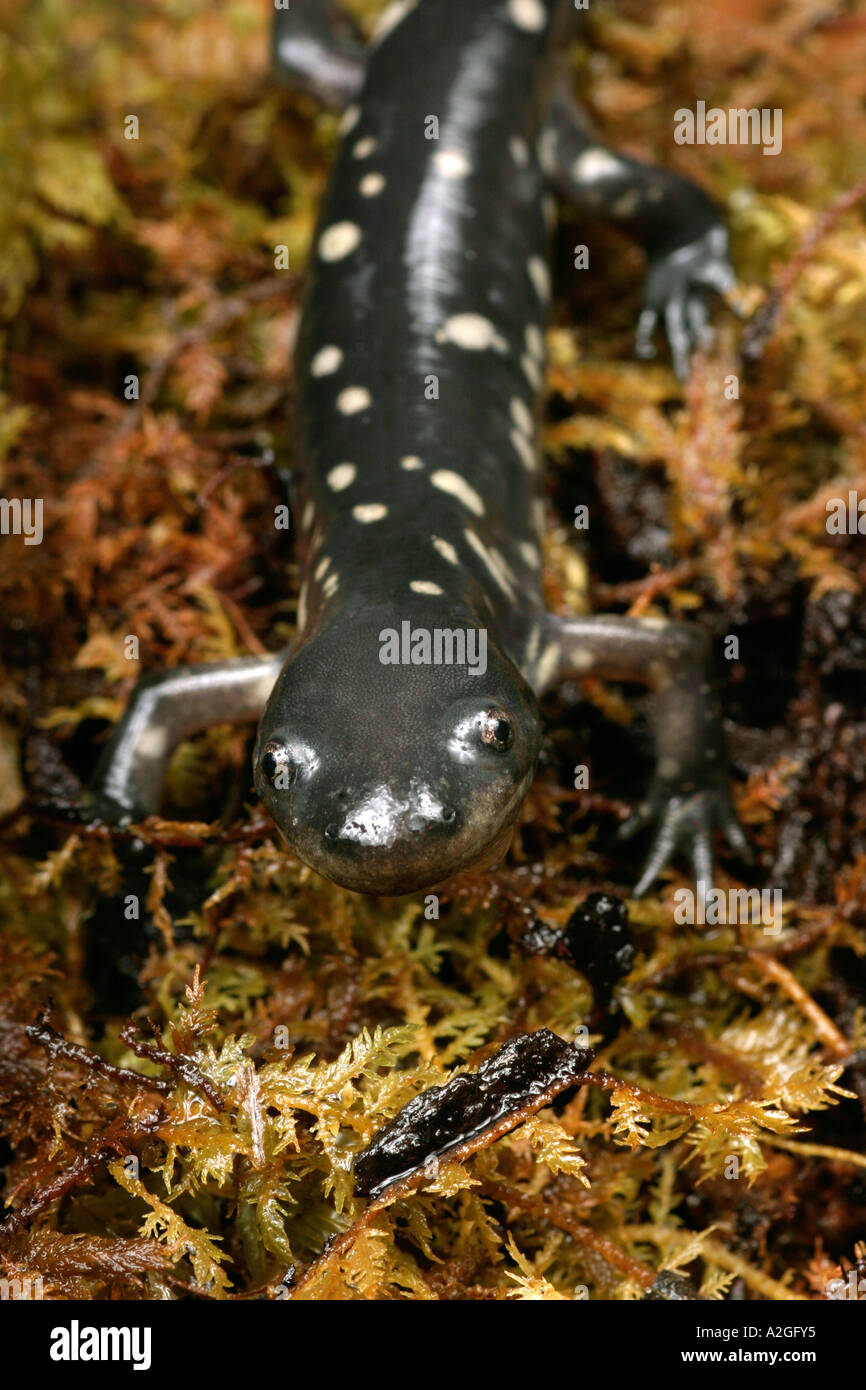 Eastern Tiger Salamander. Ambystoma tigrinum, Sumter County, Florida ...
