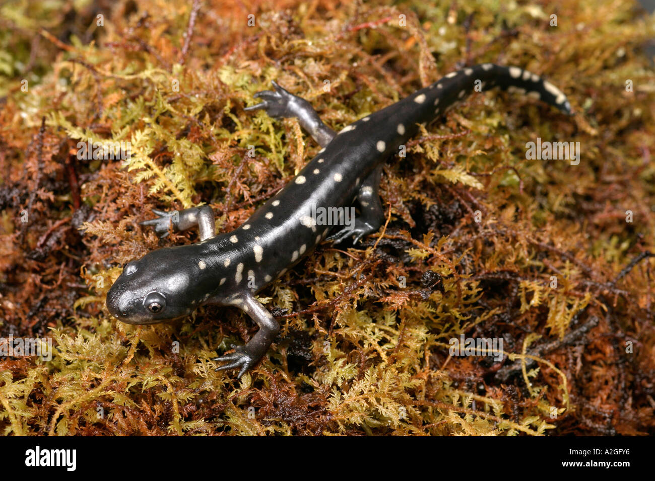 Eastern Tiger Salamander. Ambystoma tigrinum, Sumter County, Florida ...