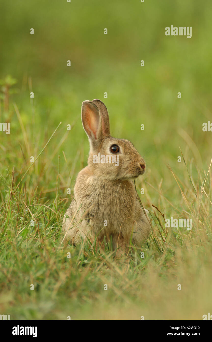 Rabbit sitting in grass Stock Photo - Alamy