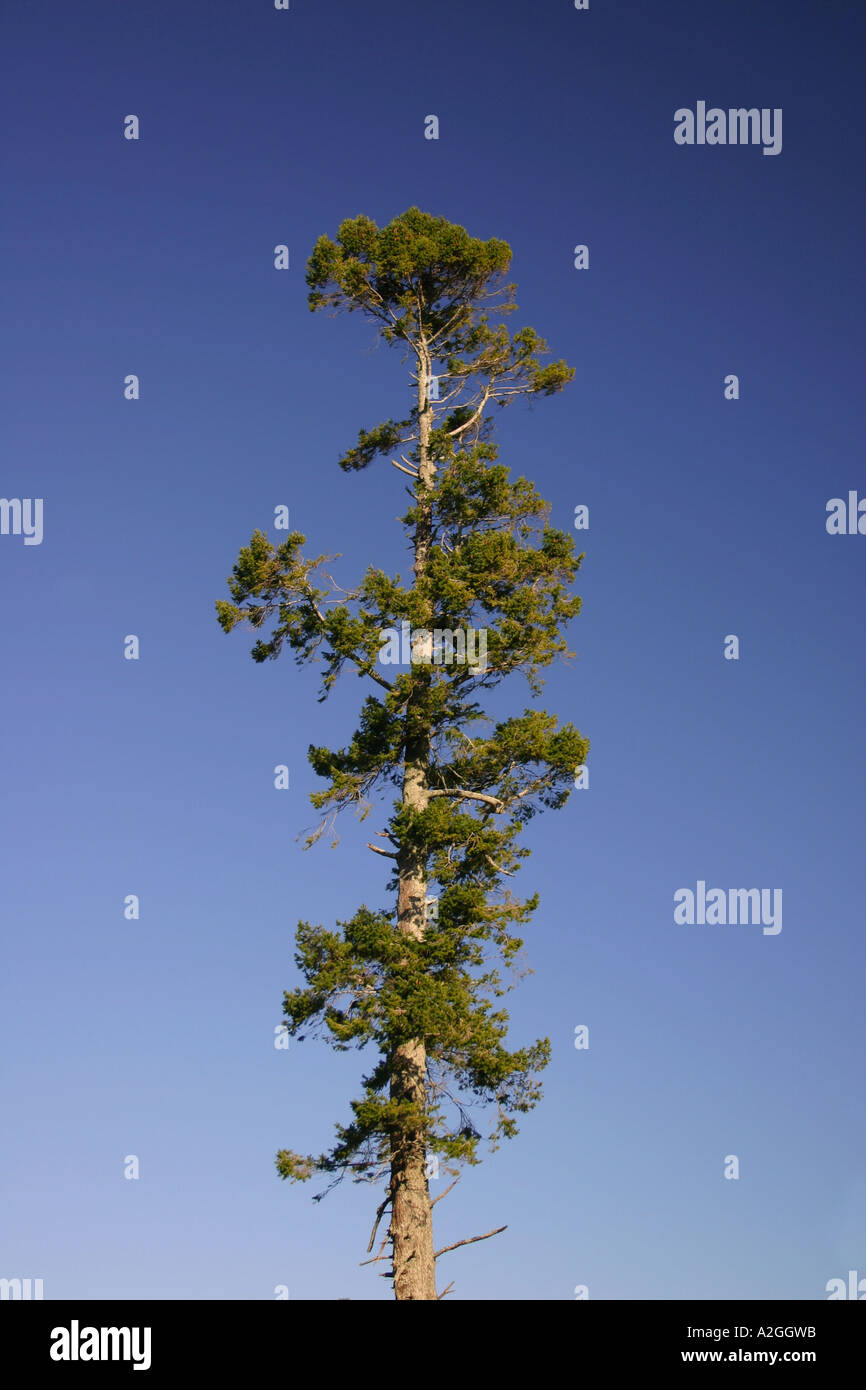 Oregon Pine or Douglas Fir Stock Photo - Alamy