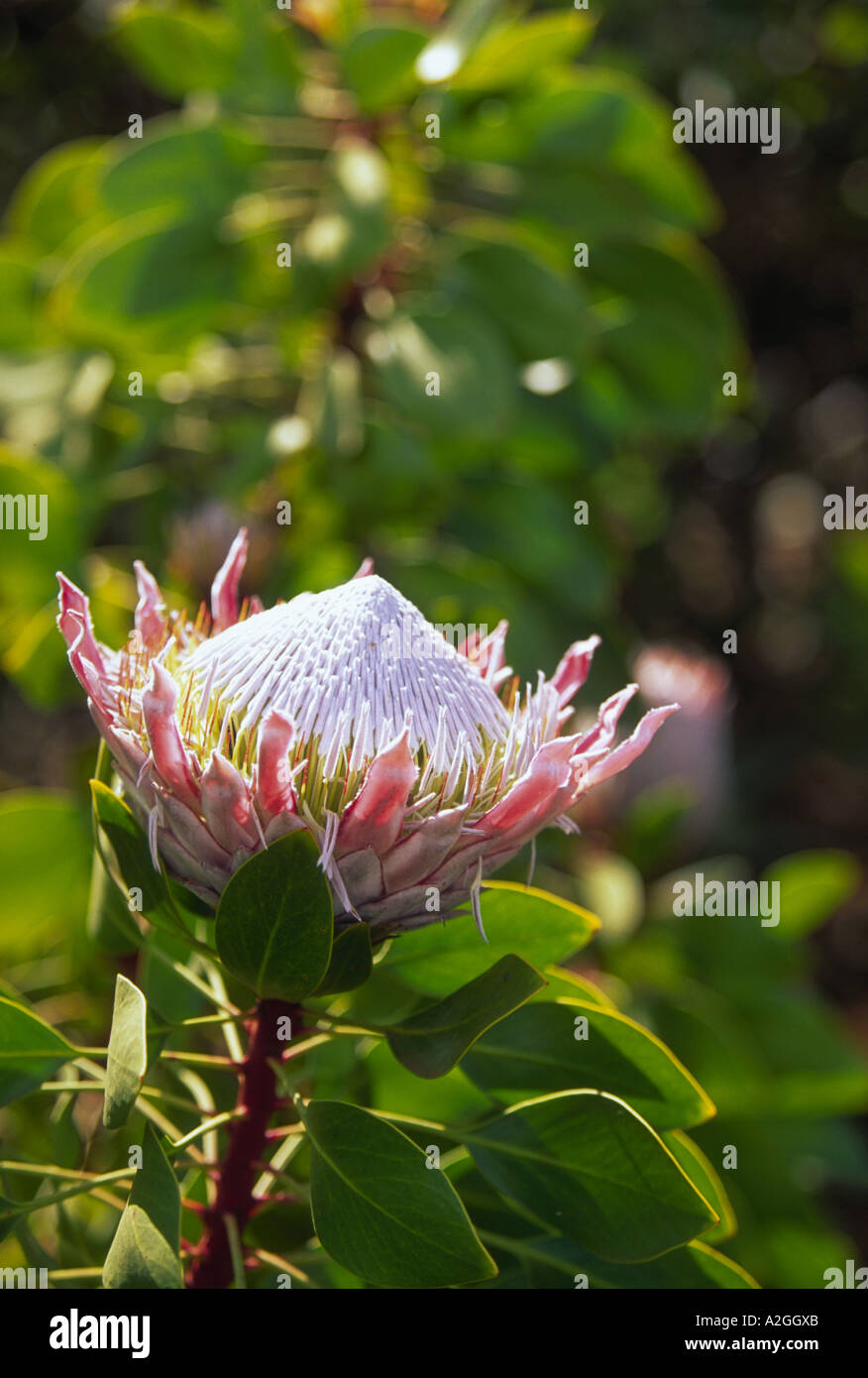 USA, Hawaii, Maui. Cloud's Rest Protea Farm. Hawaiian Protea Stock ...