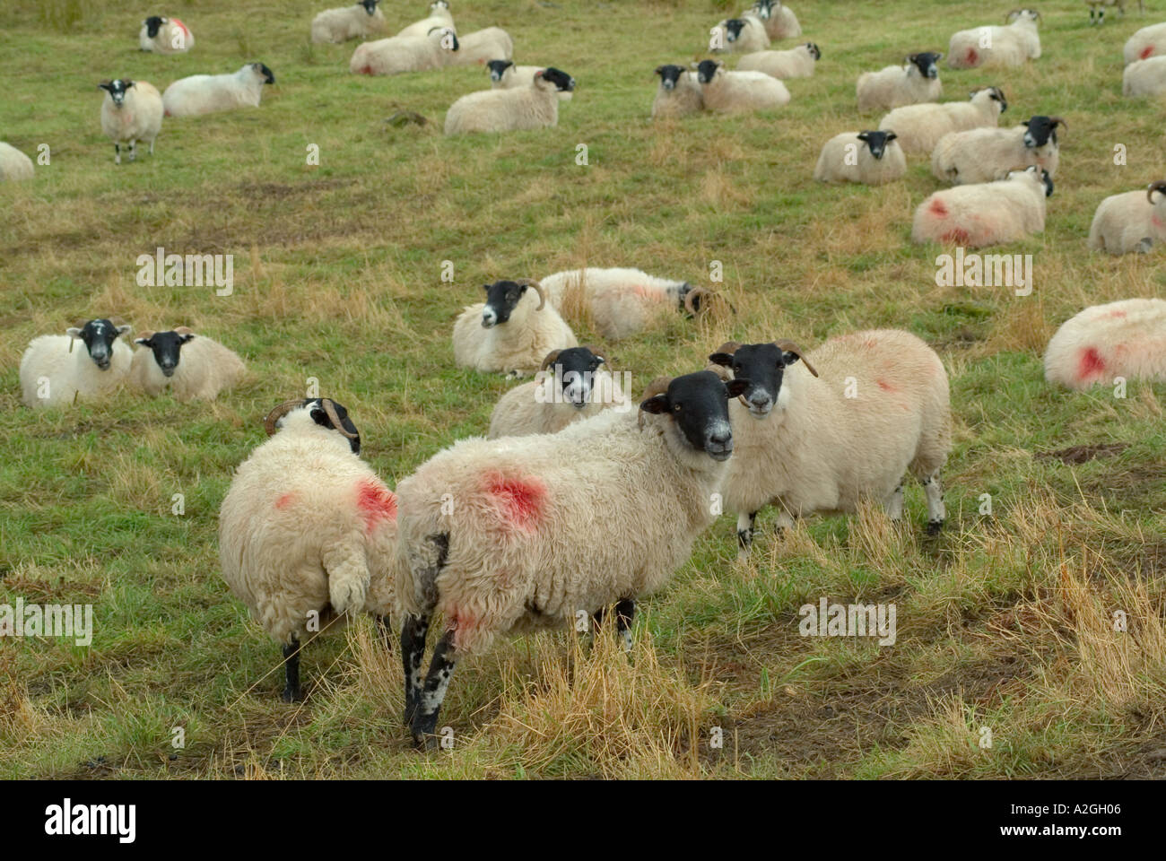 Black Faced Sheep Stock Photo - Alamy