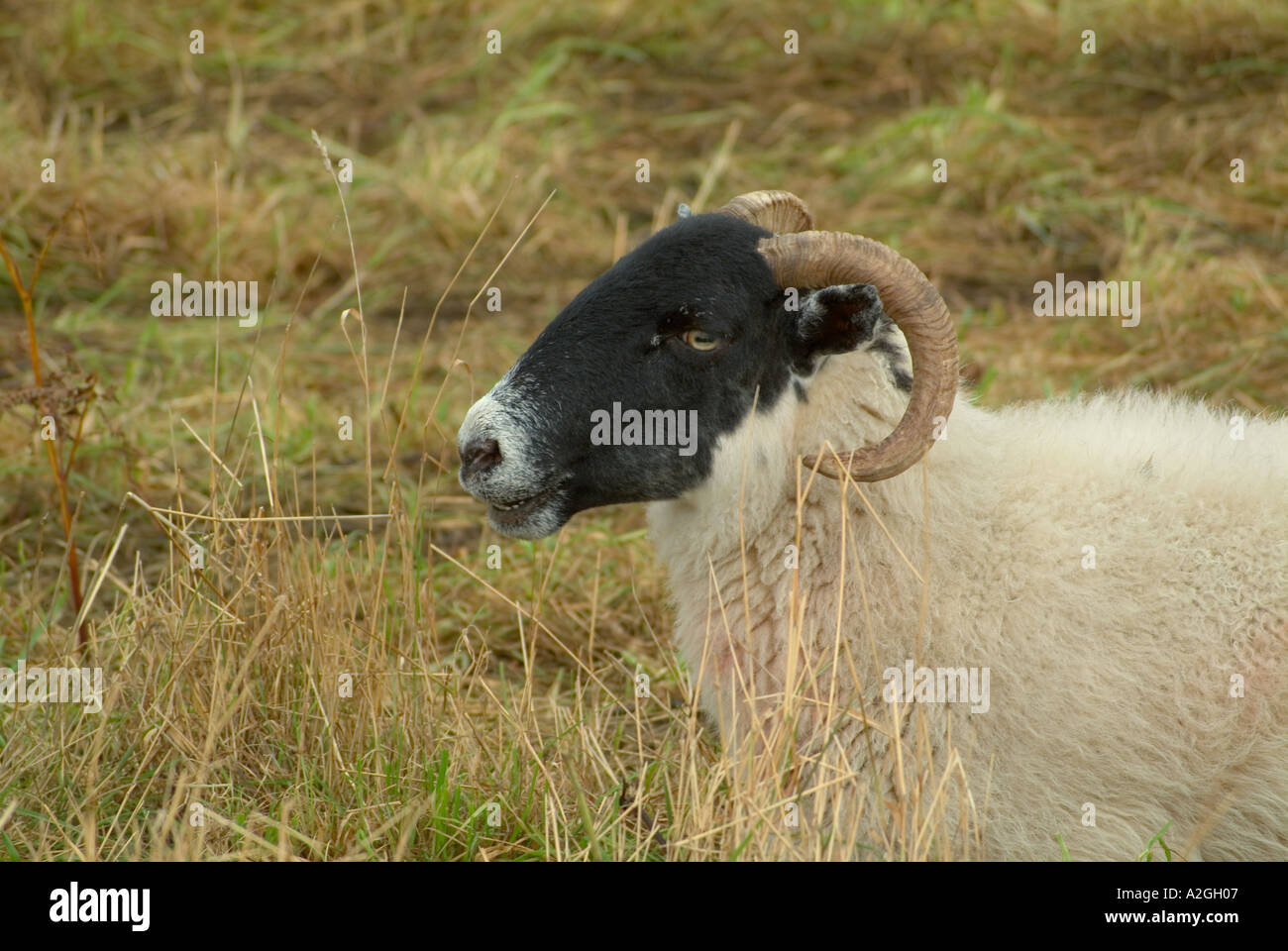 Black Faced Sheep Stock Photo - Alamy