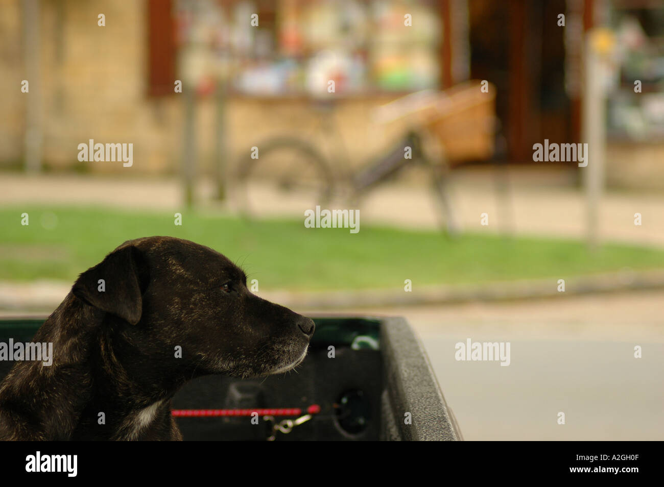 Dog in truck Stock Photo - Alamy