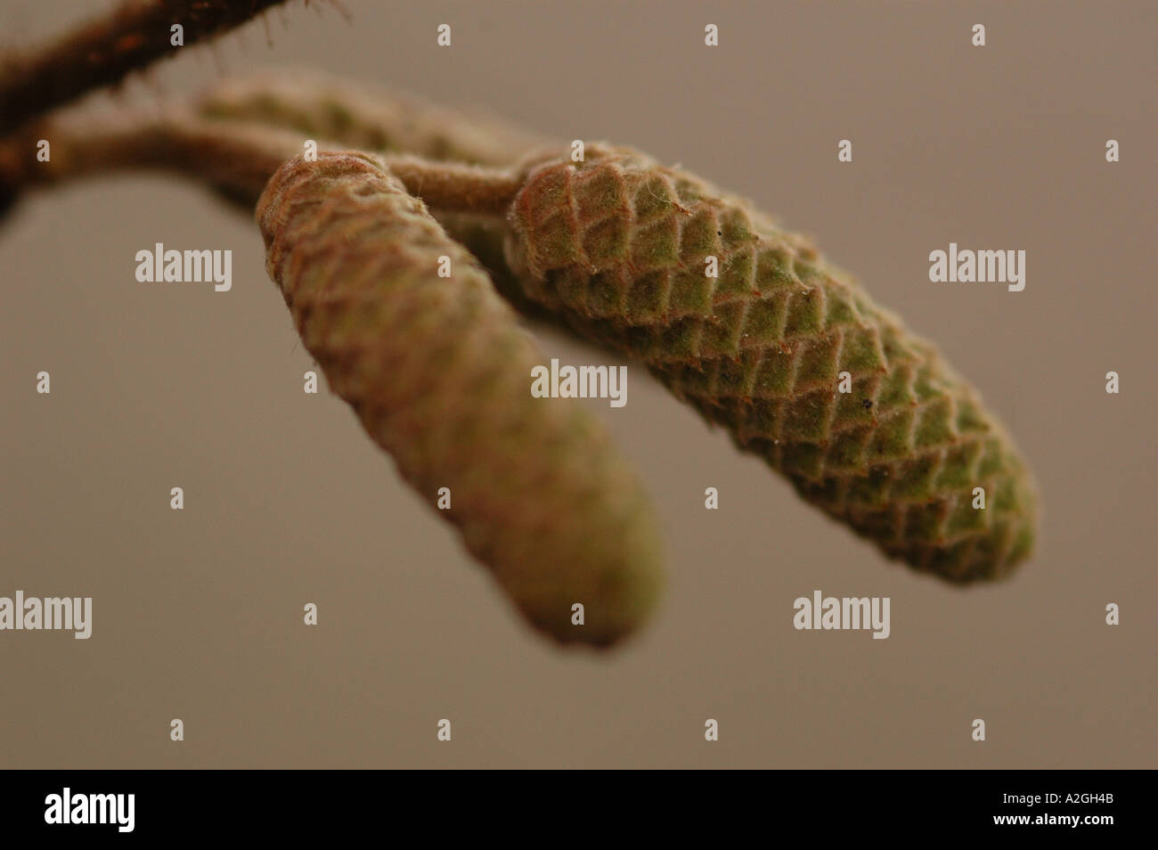 Hazel Seed catkins Stock Photo - Alamy
