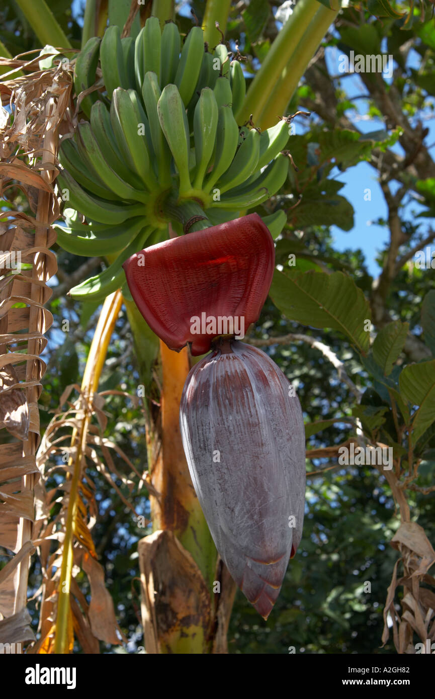 Banana hands and flower on the tree El Valle de Anton Central America ...