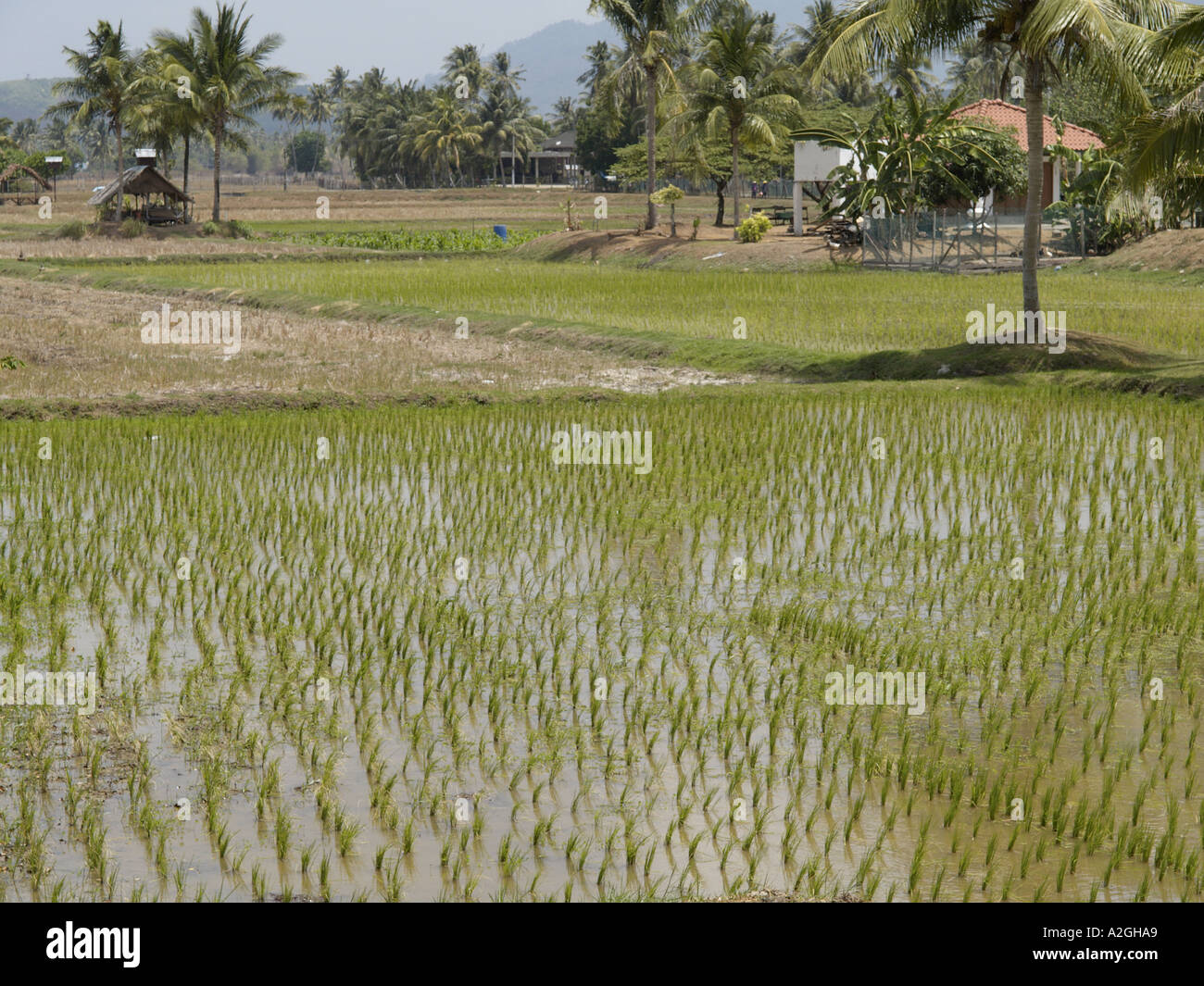 RICE BEING GROWN IN FIELD AT LAMAN PADI LANGKAWI MALAYSIA Stock Photo ...