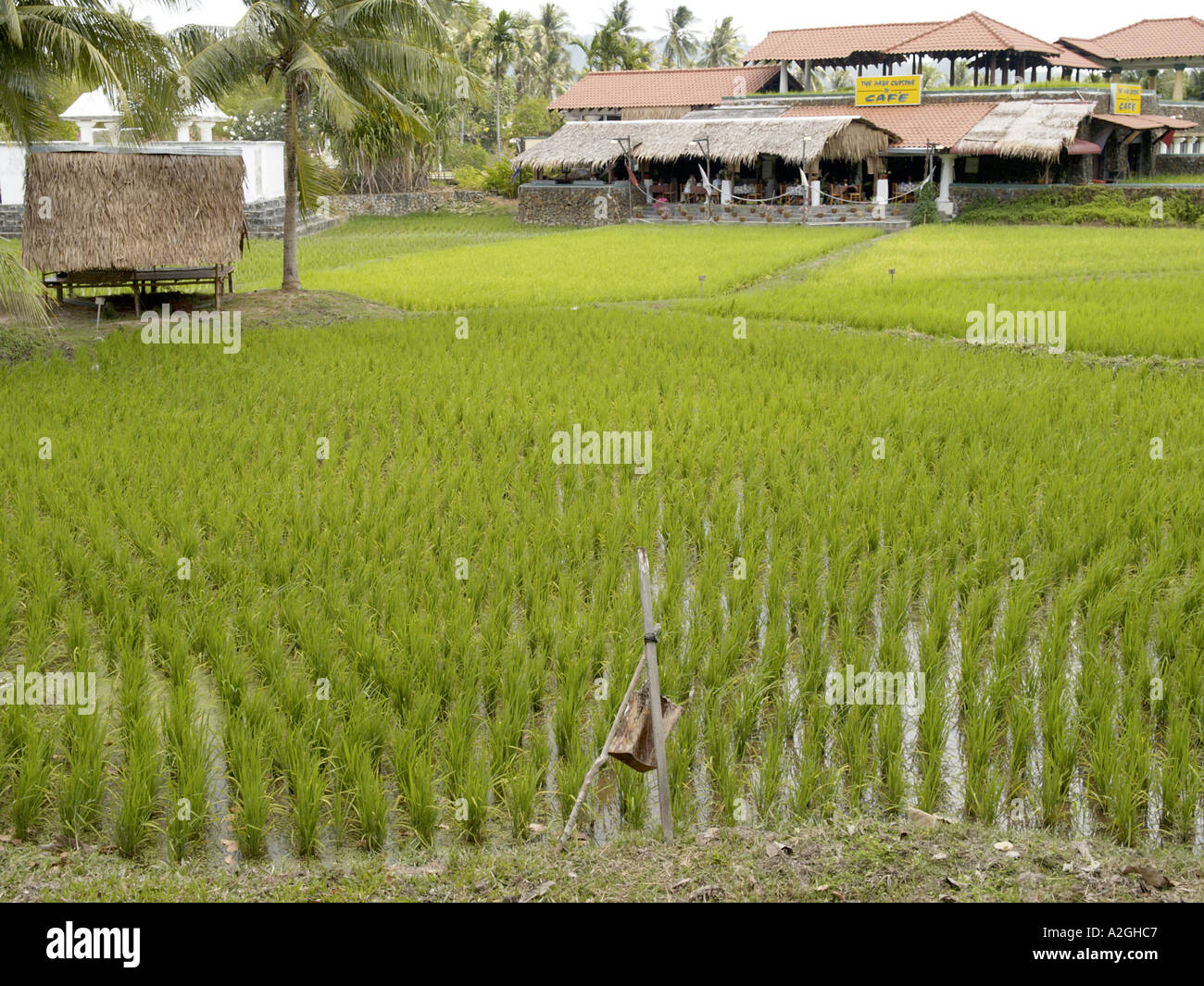 RICE BEING GROWN IN PADI FIELD AT LAMAN PADI LANGKAWI MALAYSIA Stock ...