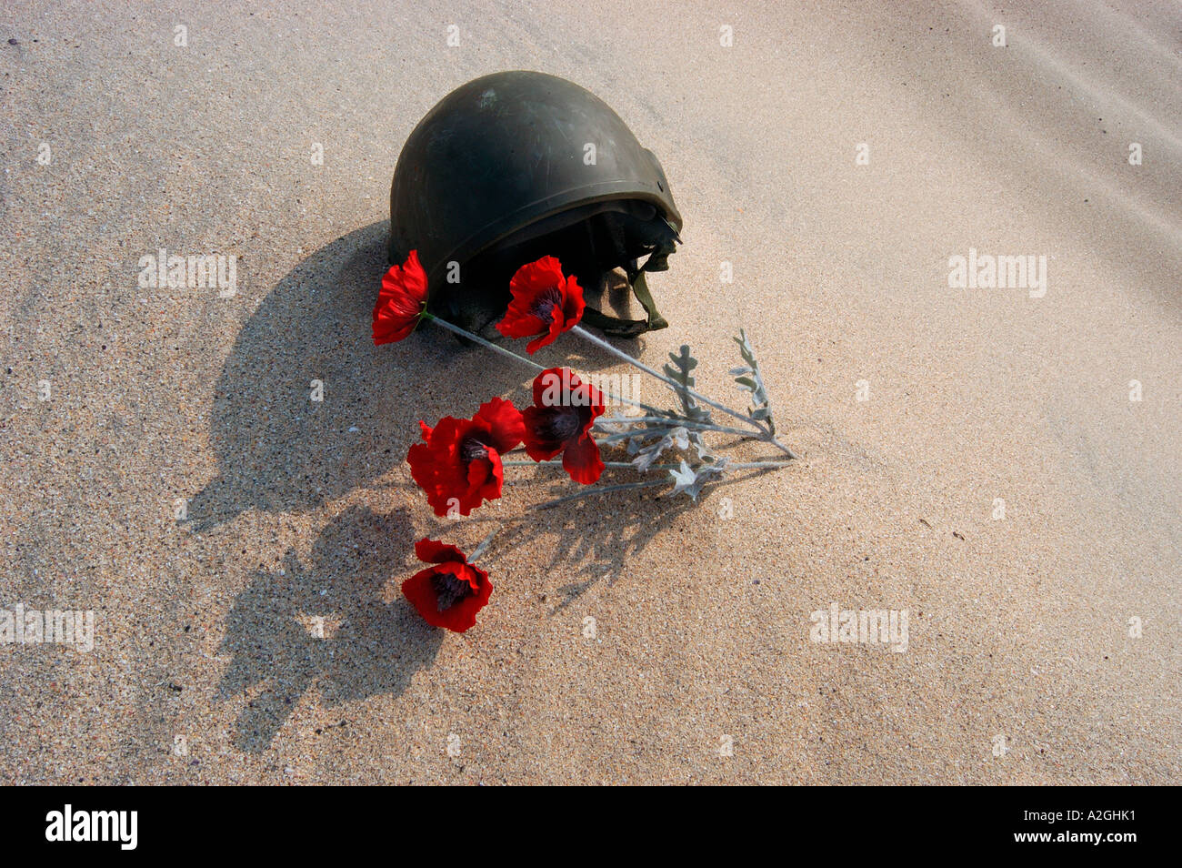 United nations helmet and red poppies in sand'dunes Stock Photo - Alamy