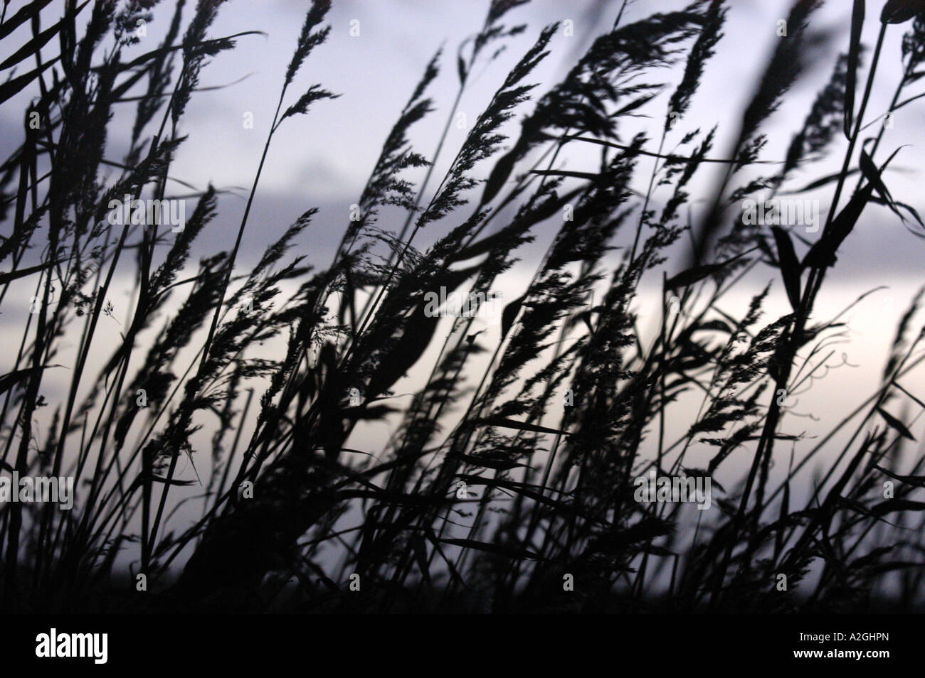 Ham wall nature reserve in somerset hi-res stock photography and images ...