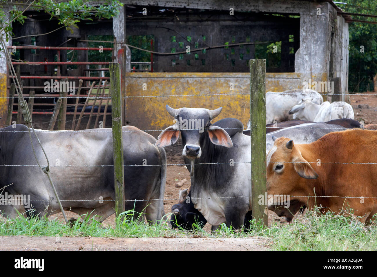 Zebu cattle (Bos primigenius indicus Stock Photo - Alamy