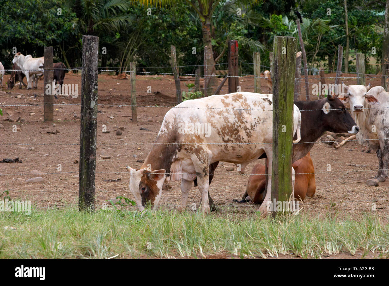 Zebu cattle (Bos primigenius indicus Stock Photo - Alamy