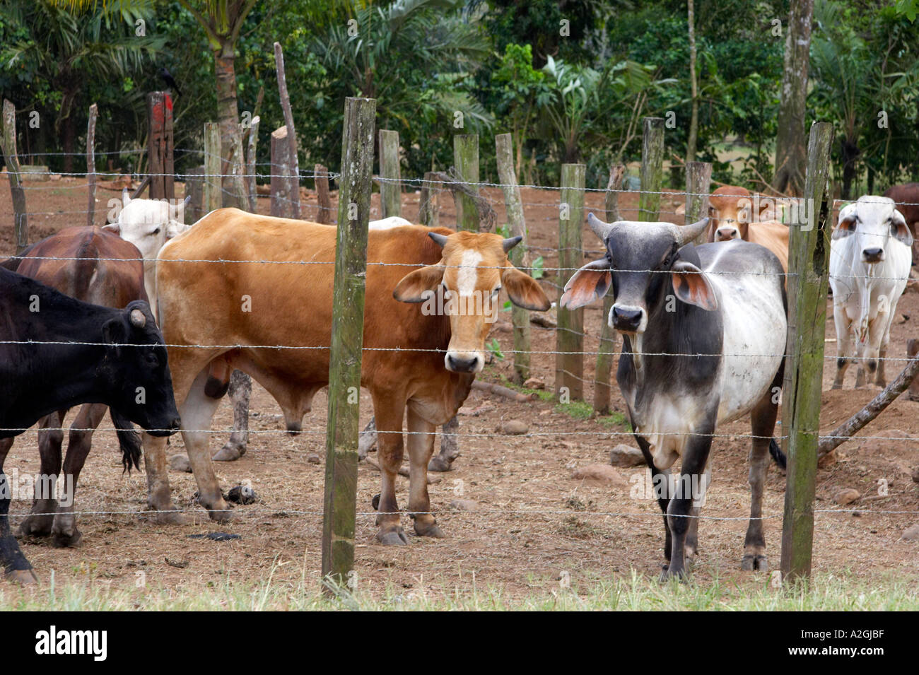 Zebu cattle (Bos primigenius indicus Stock Photo - Alamy