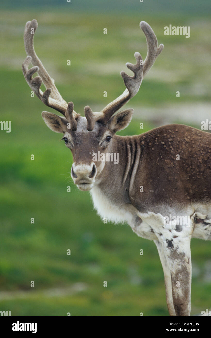 Caribou newfoundland canada hi-res stock photography and images - Alamy