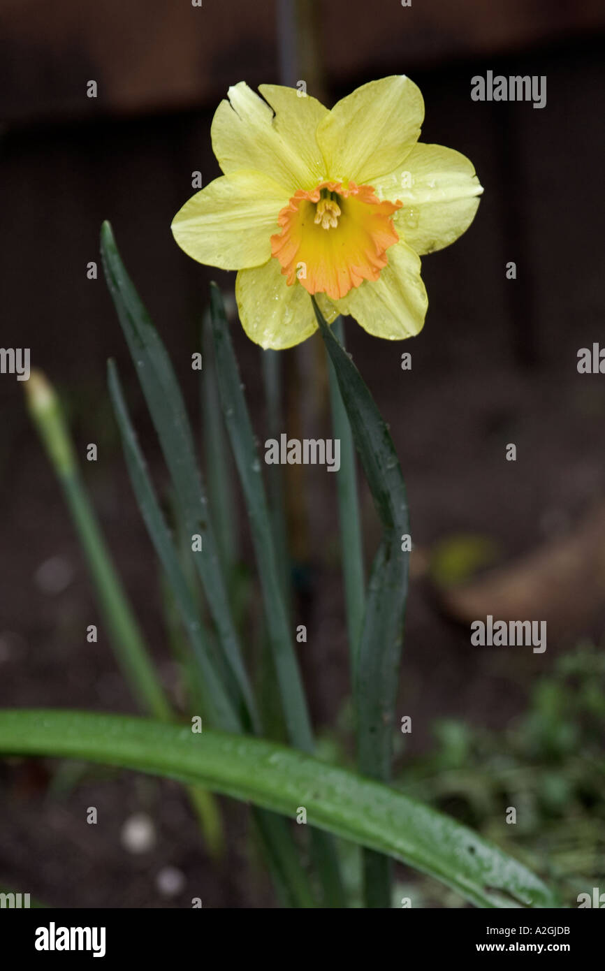 Common Daffodil Narcissus pseudonarcissus Stock Photo - Alamy