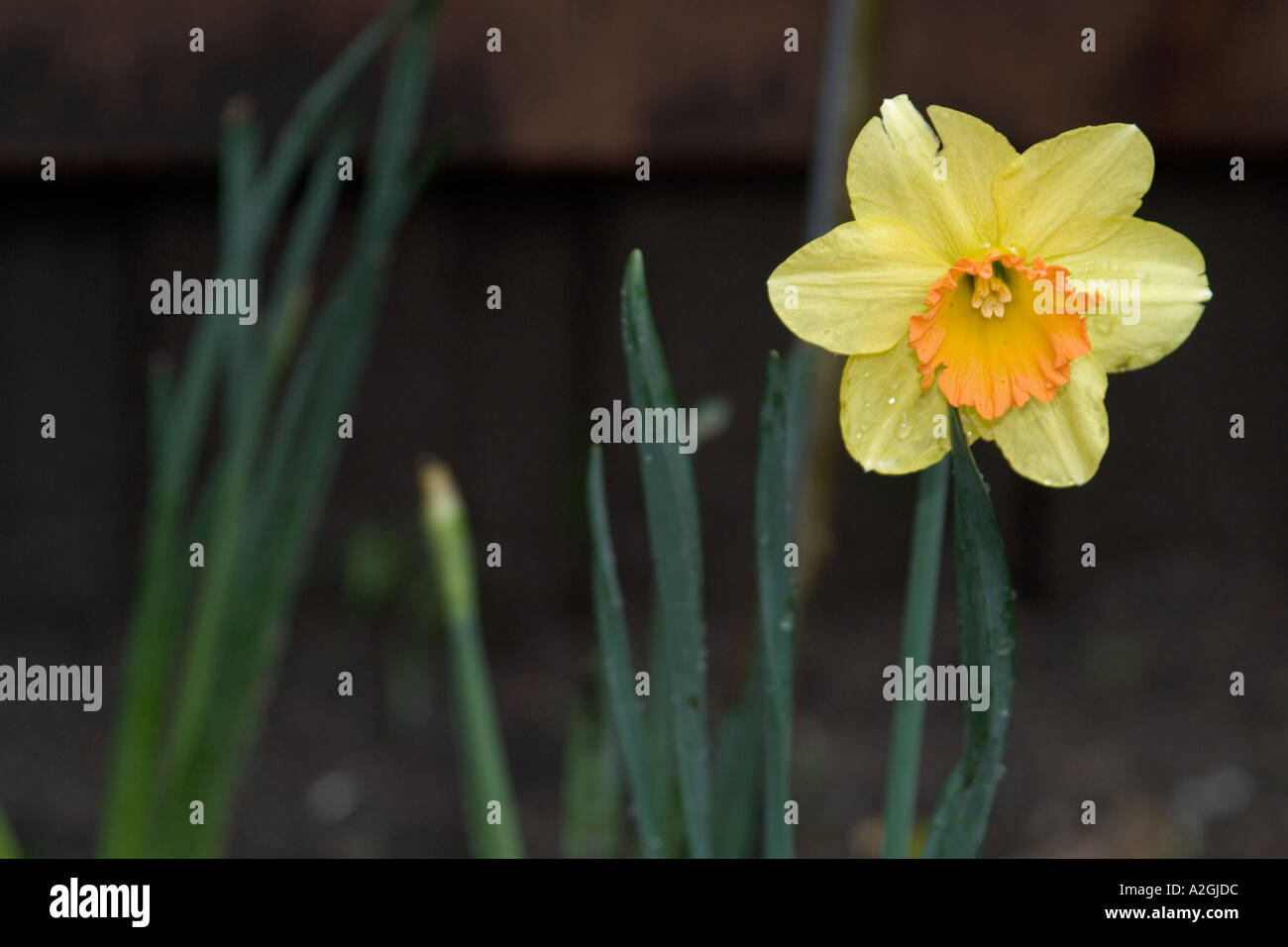 Common Daffodil Narcissus pseudonarcissus Stock Photo - Alamy