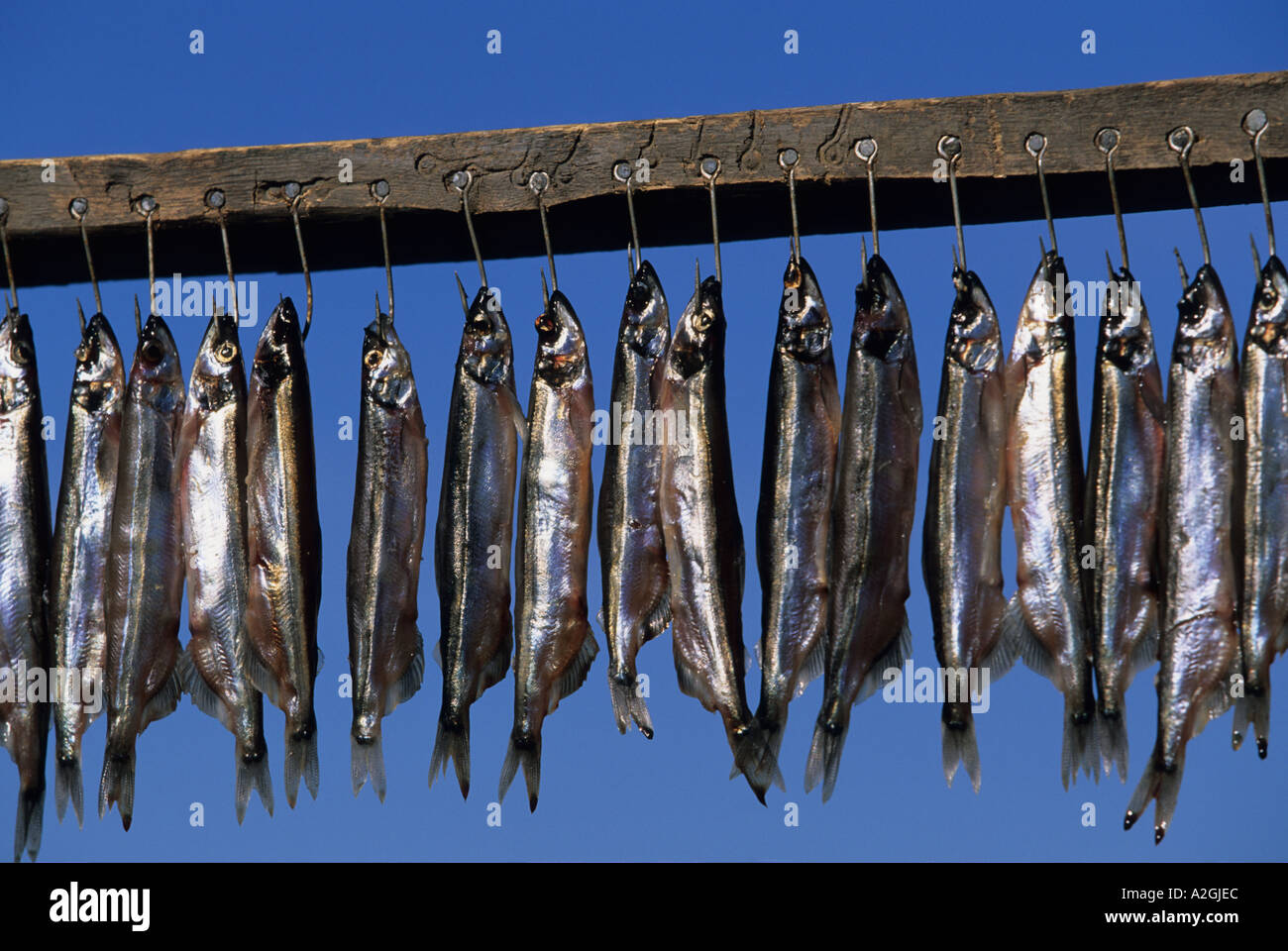 Capelin Stock Photos & Capelin Stock Images - Alamy