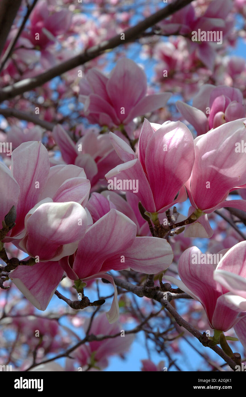 Magnolia cross hi-res stock photography and images - Alamy