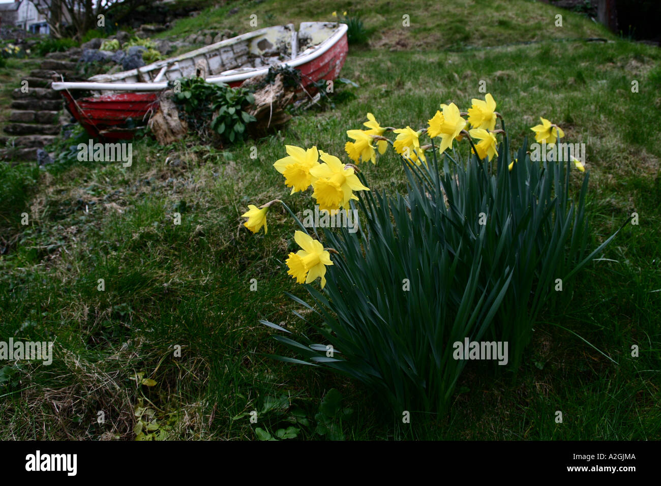 daffodils by an old rowing boat , cadgwith cove , cornwall nr. lizard ...