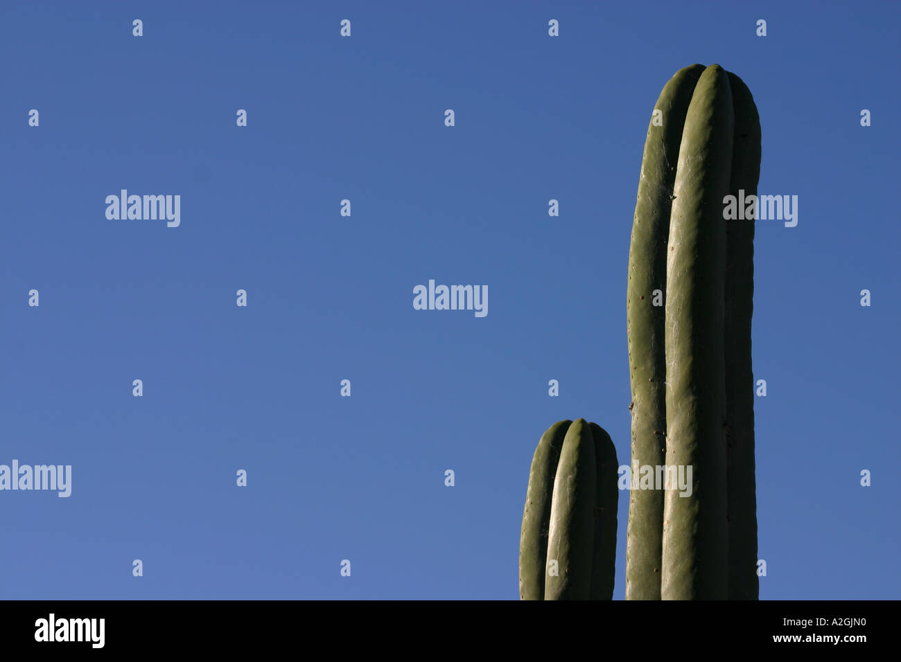 Two Cactus (Cacti Stock Photo - Alamy