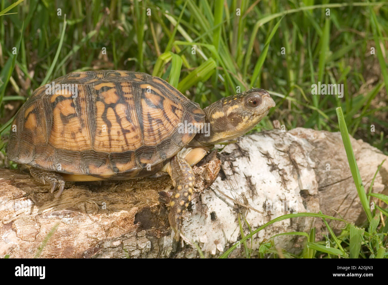 Eastern box turtle. Terrapene c. carolina, Kettle River, MN Stock Photo ...