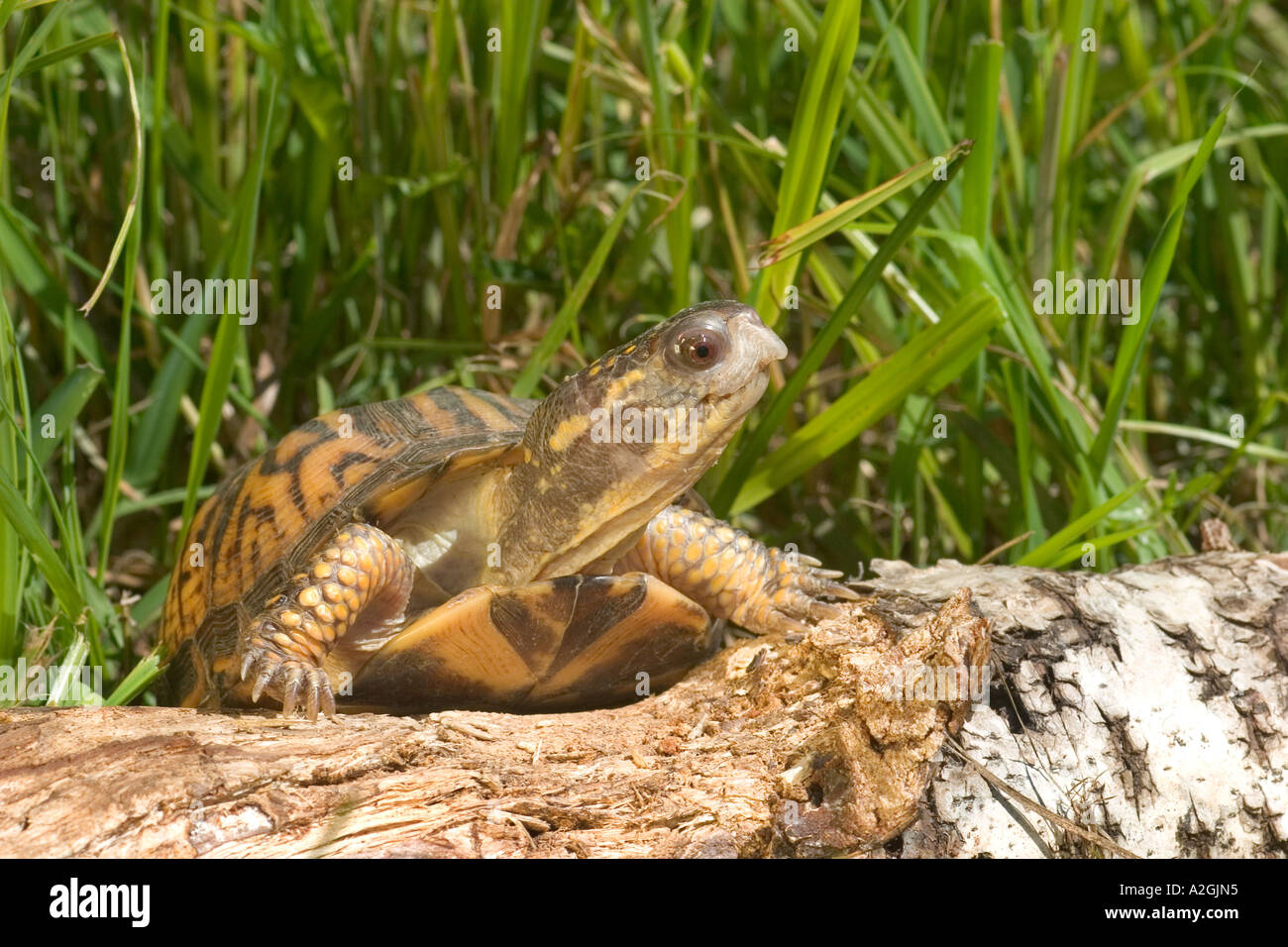 Eastern box turtle. Terrapene c. carolina, Kettle River, MN Stock Photo ...