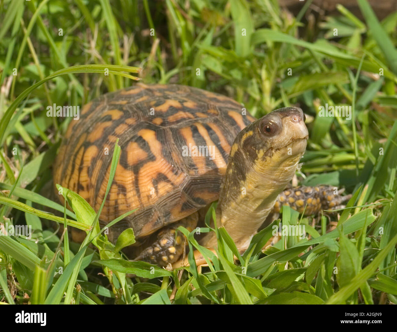 Eastern box turtle. Terrapene c. carolina, Kettle River, MN Stock Photo ...