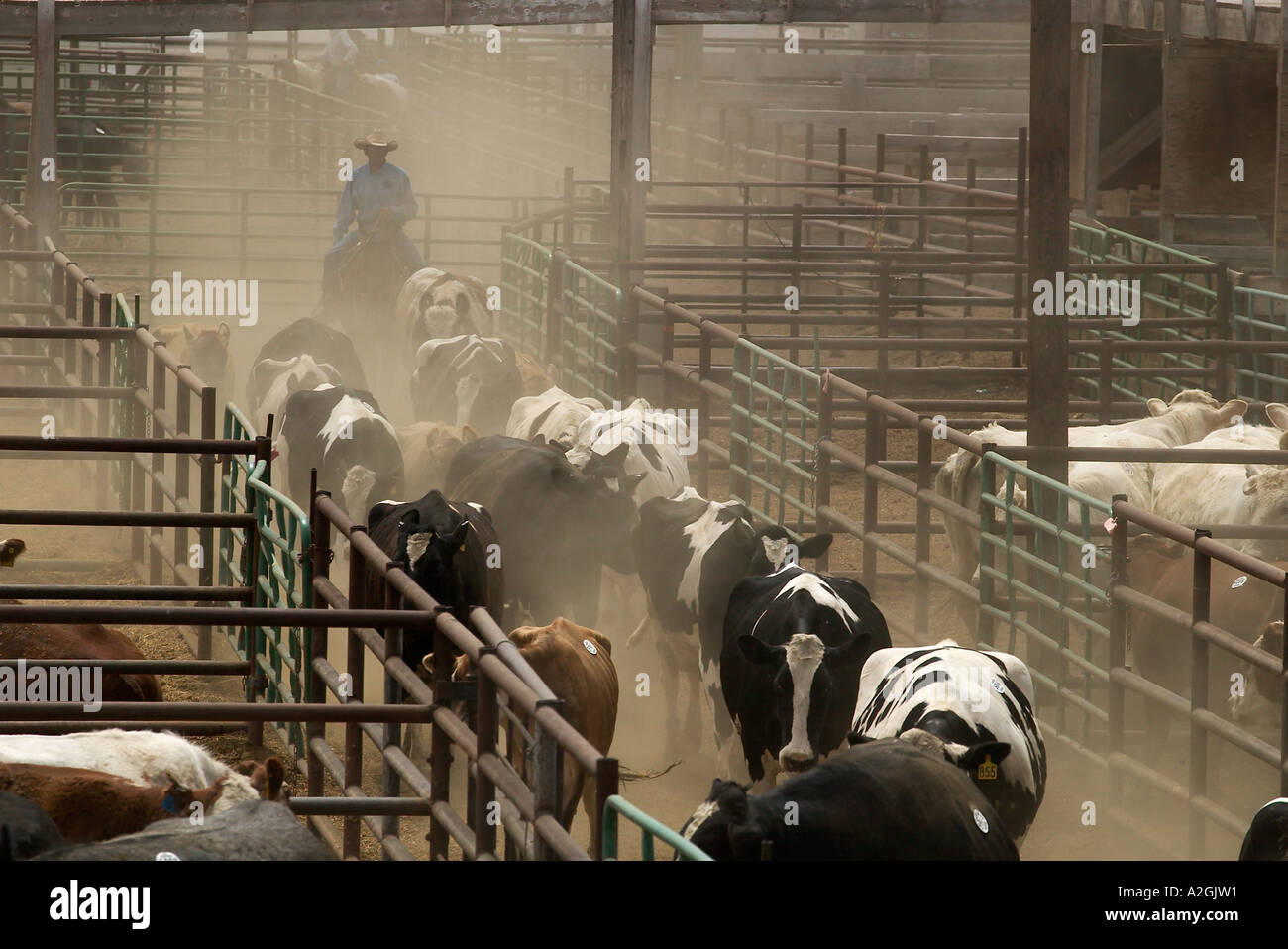 FALLON, NEVADA. USA. Cowboy sorts cattle into corrals outside the ...