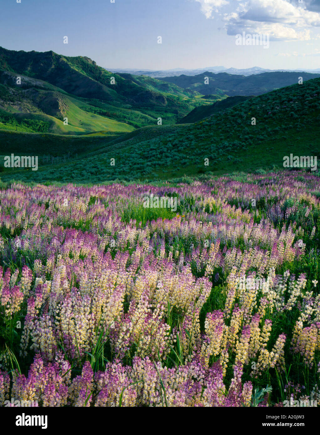 Jarbridge hi-res stock photography and images - Alamy