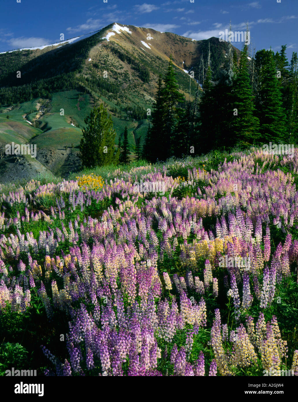 Jarbridge hi-res stock photography and images - Alamy