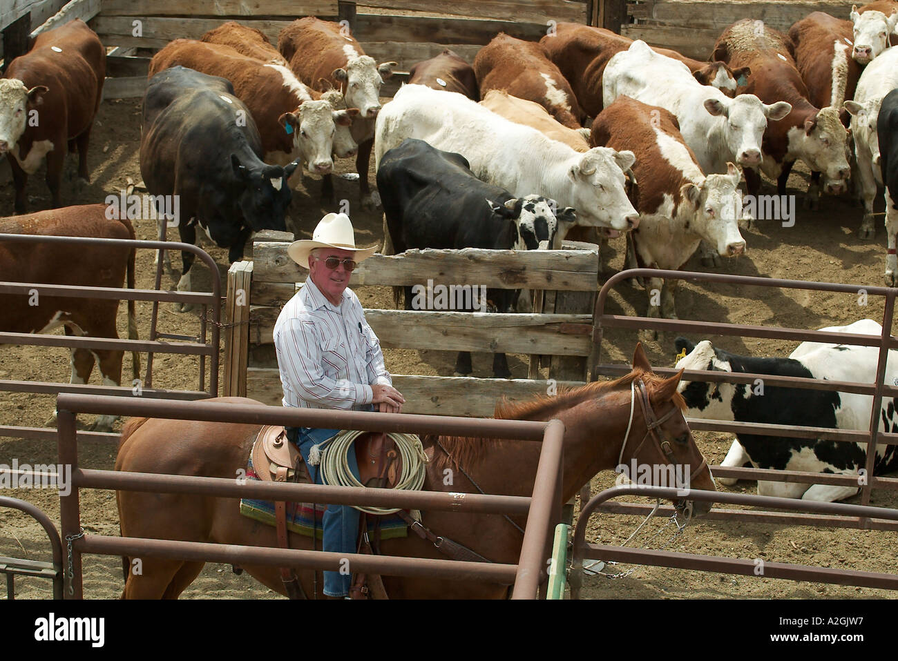 FALLON, NEVADA. USA. Cowboy sorts cattle into corrals outside the ...