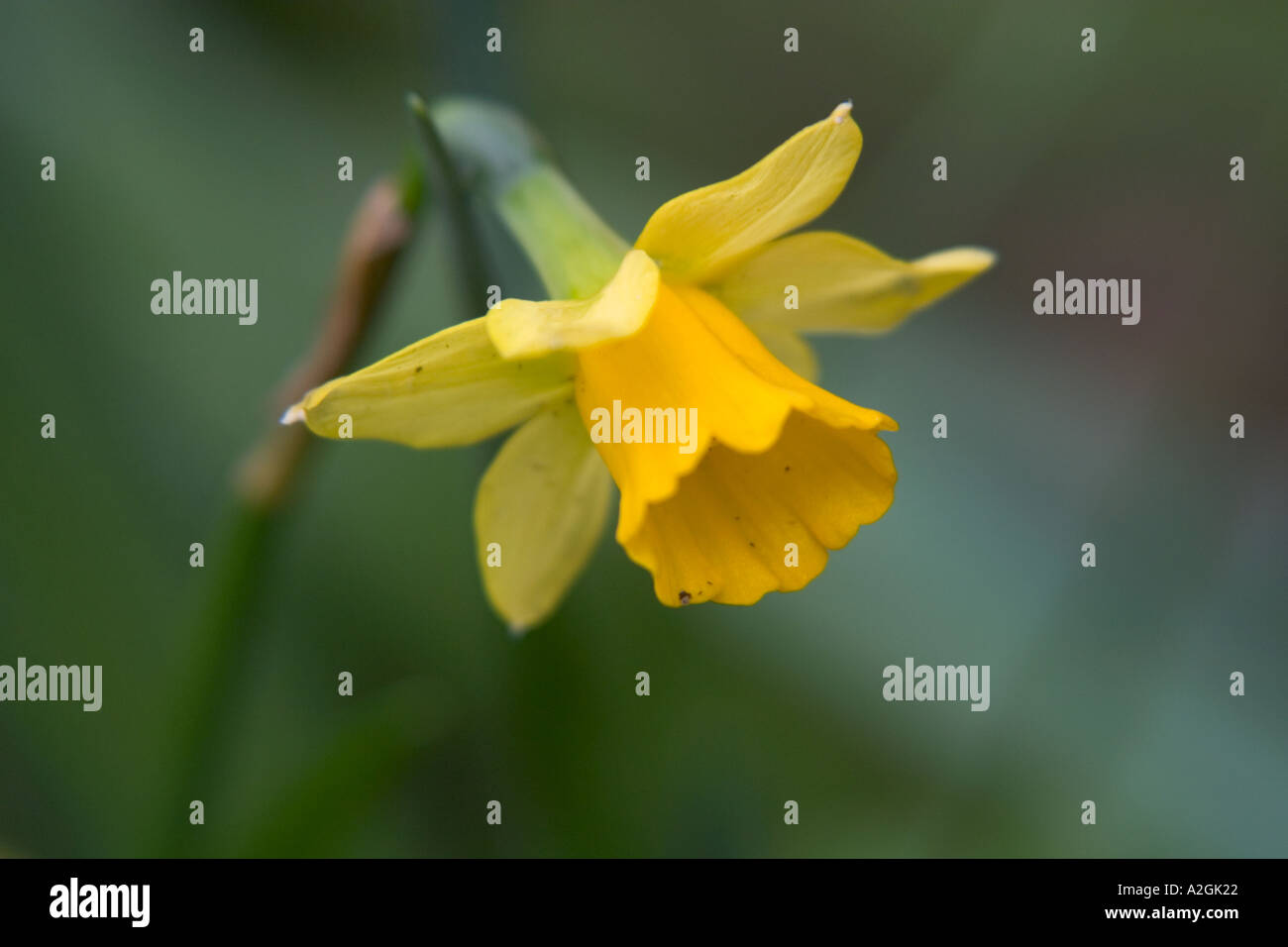 Common daffodil narcissus pseudonarcissus hi-res stock photography and ...
