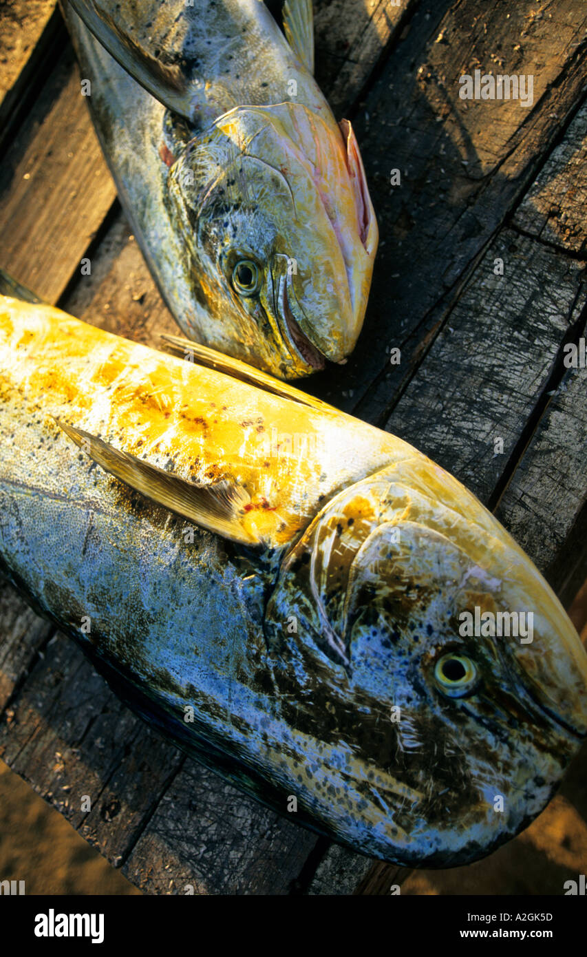 Fish caribbean jamaica hi-res stock photography and images - Alamy