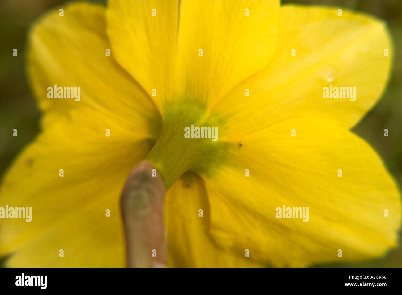 Extreme close up of the back of a common Daffodil Narcissus ...