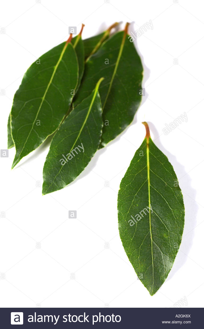 Bayleaves hi-res stock photography and images - Alamy